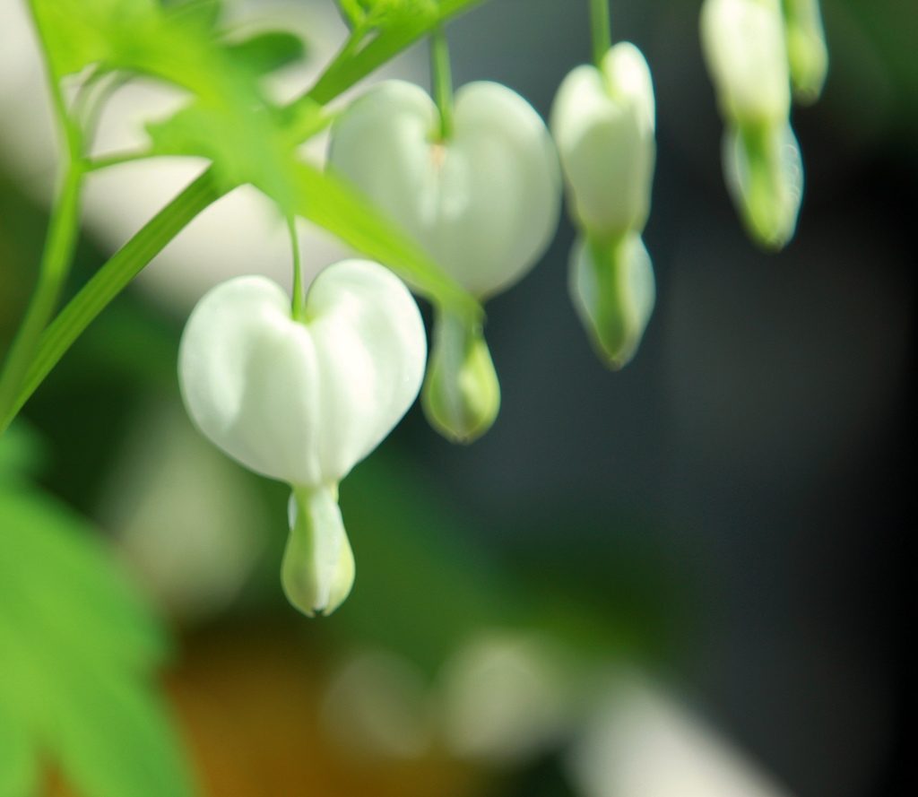 Flor Corazón Sangrante, Fondos | Fondos de Pantalla