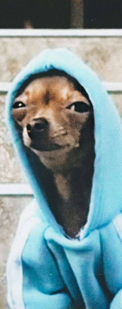 500+ Fondos de Pantalla de Perros ¡Hermosos! ️